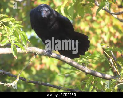 Rabenkraehen Hugin und Munin - Odins Kundschafter Rabenkraehen Hugin ...