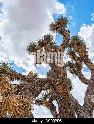 Top of Joshua Tree on Blue Sky with copy space above Stock Photo - Alamy
