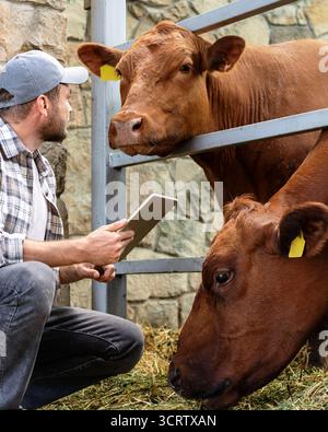 Livestock inspection. Vet or quality control worker inspecting cows in ...