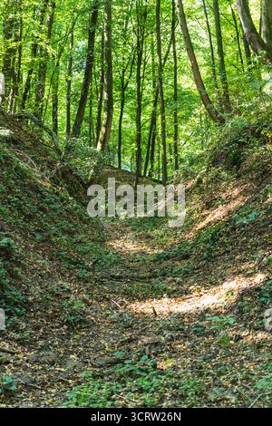 The natural landscape of loess gullies in a forest in Poland Stock ...