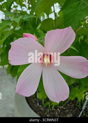 swamp rose mallow (Hibiscus moscheutos Stock Photo - Alamy