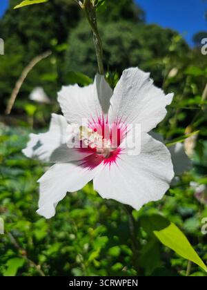 Rose in summer season in the heart-shaped door hole Stock Photo - Alamy