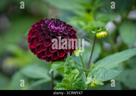 Close up of burgundy red pompom Dahlias Stock Photo - Alamy