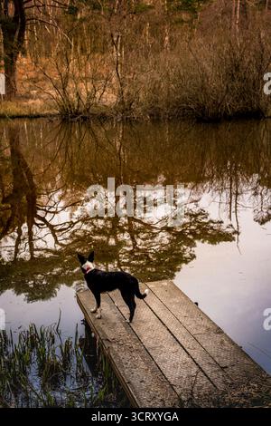 shorthaired Border Collie Stock Photo - Alamy