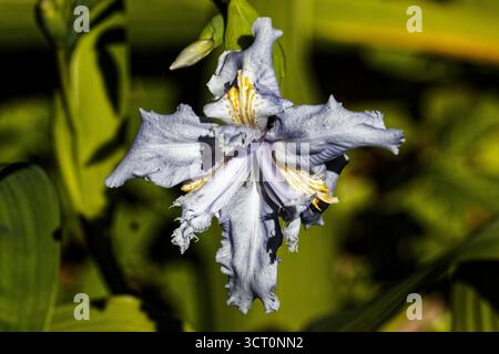 Iris japonica, commonly known as fringed iris, shaga and butterfly ...