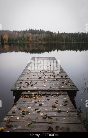 Wide view of autumn swamp forest with orange foliage, green water, and ...