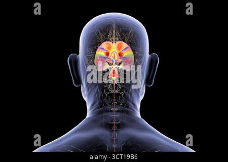 Illustration of a senior person's brain with normal pressure ...