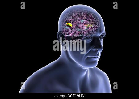 Illustration of the human brain with the transverse temporal gyri ...