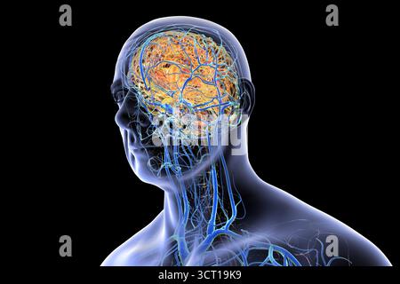 Illustration of the cerebral venous system Stock Photo - Alamy