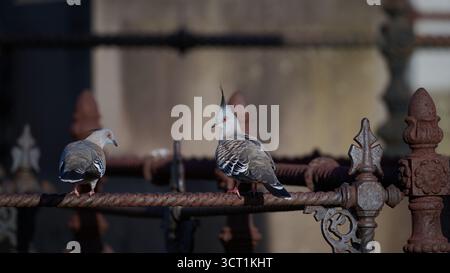A pair of Australian crested pigeons (Ocyphaps lophotes) perched ...