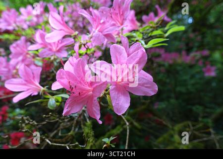 Soft Pink Rhododendron Kaempferi (Torch Azalea) Flowers on Display at ...