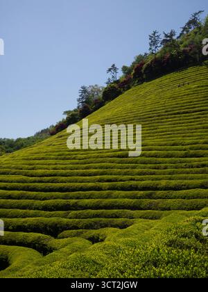 Green tea fields in Boseong, South Korea. The fields covering the ...