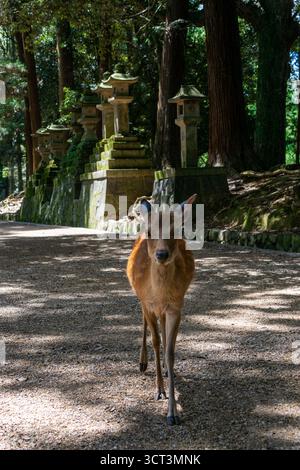 Deer in the Kasuga Grand Shrine, Nara Park Area. In here, the deers are ...