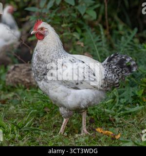 Rare Blue brahma chickens Stock Photo - Alamy