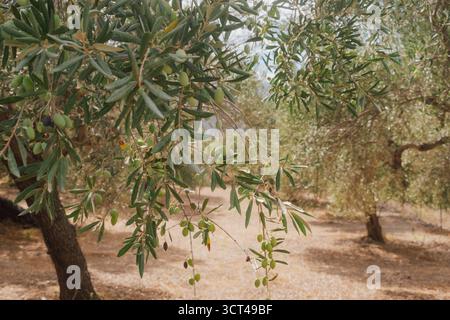 Cretan fields with olive trees during ripening in autumn before harvest ...