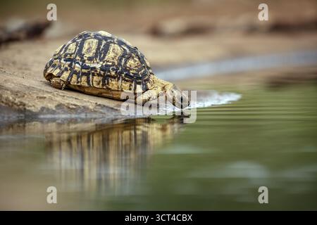 Leopard tortoise drinking in waterhole in Kgalagadi transfrontier park ...