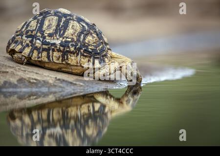 Leopard tortoise drinking in waterhole in Kgalagadi transfrontier park ...