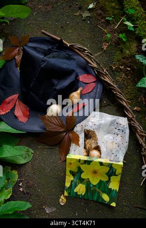 Flower bulbs, a witch hat Stock Photo - Alamy