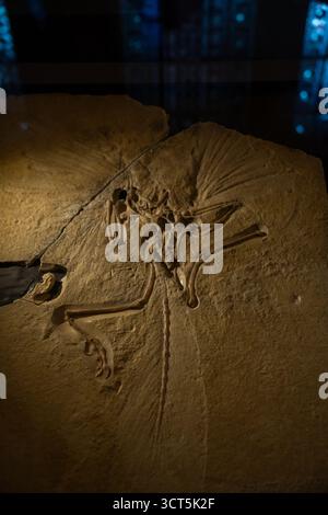 The, fossil, remains, of, the, animal, kingdom, London, Whittaker ...