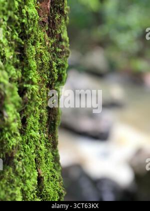 Lush mossy tree bark texture background Stock Photo - Alamy