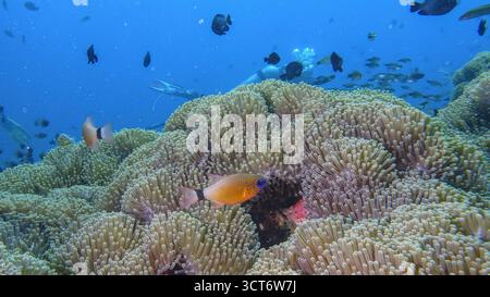 A school of silver cardinalfish (Apogonidae) over a reef crest ...