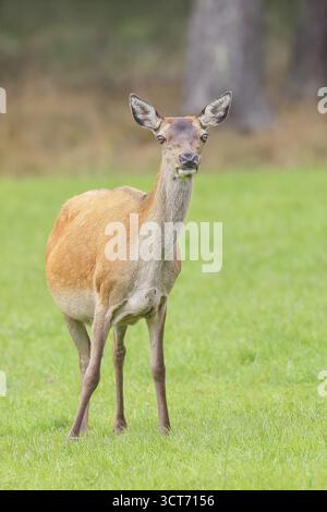 Doe, Female Deer Cow standing in front of a group of goats and billy ...