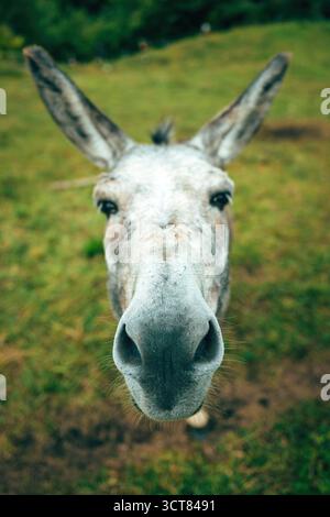 Selective focus closeup shot of a cute meerkat Stock Photo - Alamy