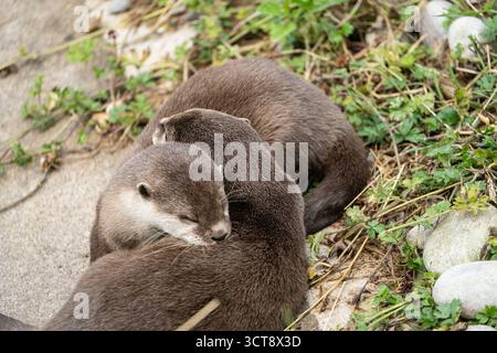 Two otters cuddling together on a soft, natural background. Seward ...