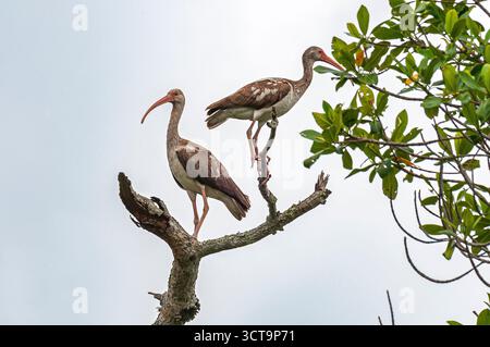 Wading birds at the Tecolutla River, Veracruz, Mexico Stock Photo - Alamy