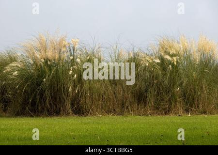 Beautiful white kash or kans grass flower with cloudy blue sky Stock ...