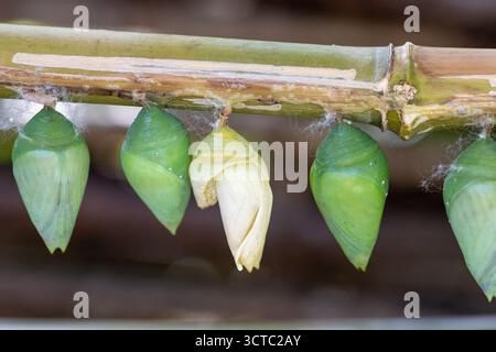 close up detail of pupae of Blue Morpho, Morpho peleides hanging from a ...