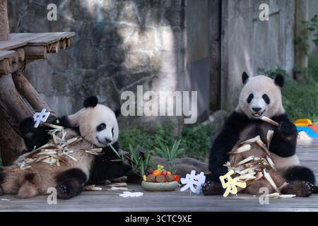 Giant pandas enjoy "mooncakes" for Mid-Autumn festival at Chongqing Zoo ...