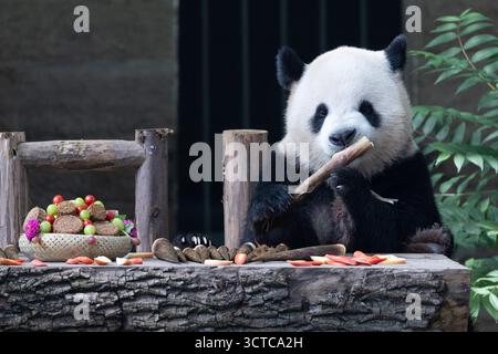 Giant pandas enjoy mooncakes to celebrate the Mid-Autumn Festival in ...