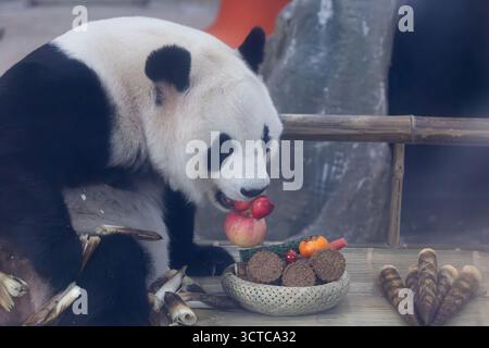 Giant pandas enjoy "mooncakes" for Mid-Autumn festival at Chongqing Zoo ...