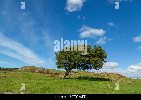 Lone hawthorn tree on fells above Cartmel, Cumbria, England Stock Photo ...