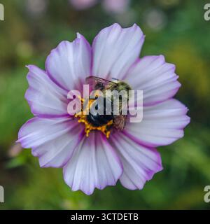 Bumble bee is sitting on a pink flower Stock Photo - Alamy