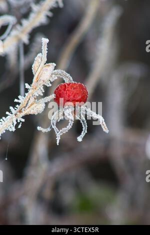 Freezing plants on a foggy winter day Stock Photo - Alamy