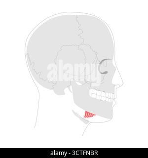 Stylohyoid - Human suprahyoid muscle shown in labeled anatomy diagram ...