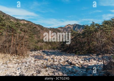 A stony riverbed surrounded by pine forest and rugged mountain slopes ...