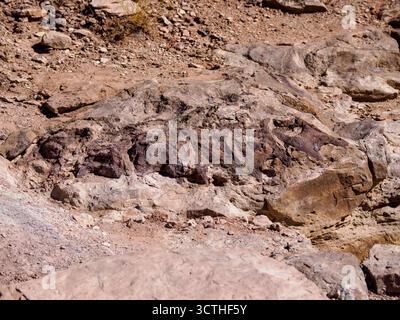 Diplodocus vertebra In-Situ, Trail Through Time, Rabbit Valley ...