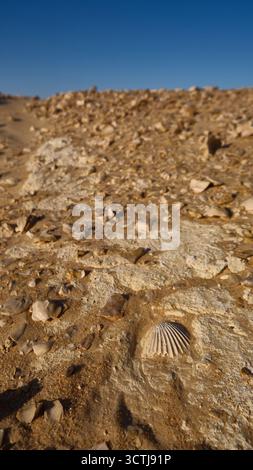 Africa. Egypt. Sahara. Desert. Fossil Stock Photo - Alamy