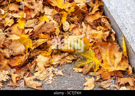 Orange, brown and yellow fallen oak leaves on green grass. Autumn ...