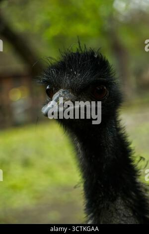 Photo of the head of an emu in close-up photographed during the day in ...