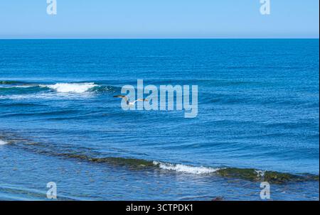 Seagull glides over the beach Stock Photo - Alamy