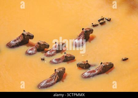 capybara, greater capybara, Hydrochoerus hydrochaeris, Tambopata ...