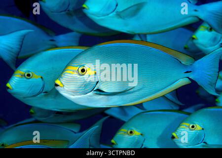 Yellowmask surgeonfishes, Acanthurus mata, Raja Ampat Indonesia Stock ...