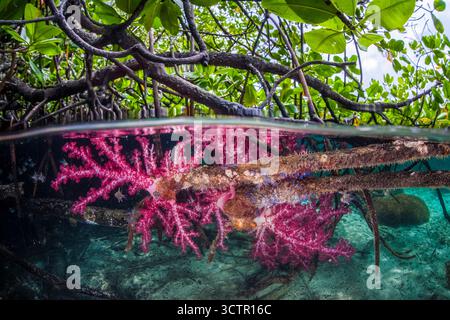 Soft corals growing on the edge of the reef Stock Photo - Alamy