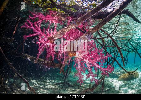 Soft corals growing on the edge of the reef Stock Photo - Alamy