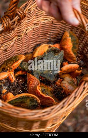 Wicker basket filled with natural pine cones on green grass. Rustic ...