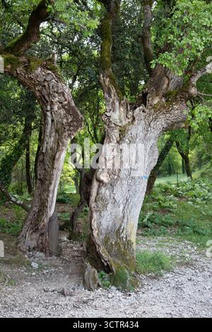 old oak tree in the forest Stock Photo - Alamy